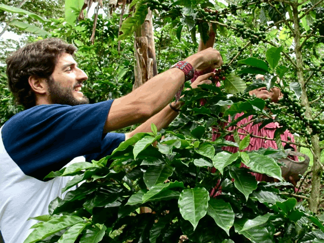 Coffee Harvest Project | AVSO.ORG Coffee Harvest Project | AVSO.ORG