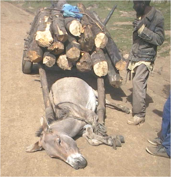 Prevent Cruelty to Domestic Animals | AVSO.ORG Prevent Cruelty to Domestic Animals | AVSO.ORG