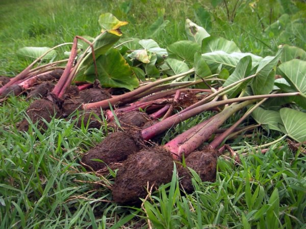 The taro plant – knowing and practical tips | Avso