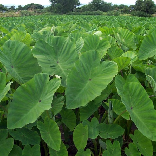 The taro plant – knowing and practical tips | Avso