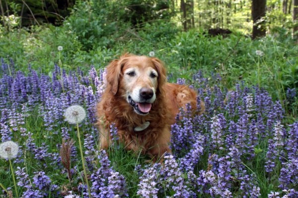 Garden plants that are easy and effective – the creeping Günsel | Avso