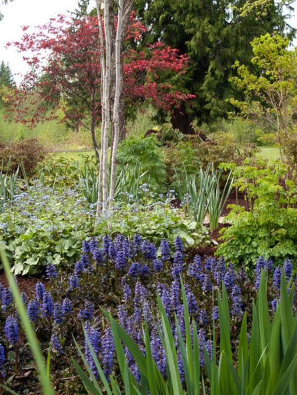 Garden plants that are easy and effective – the creeping Günsel | Avso