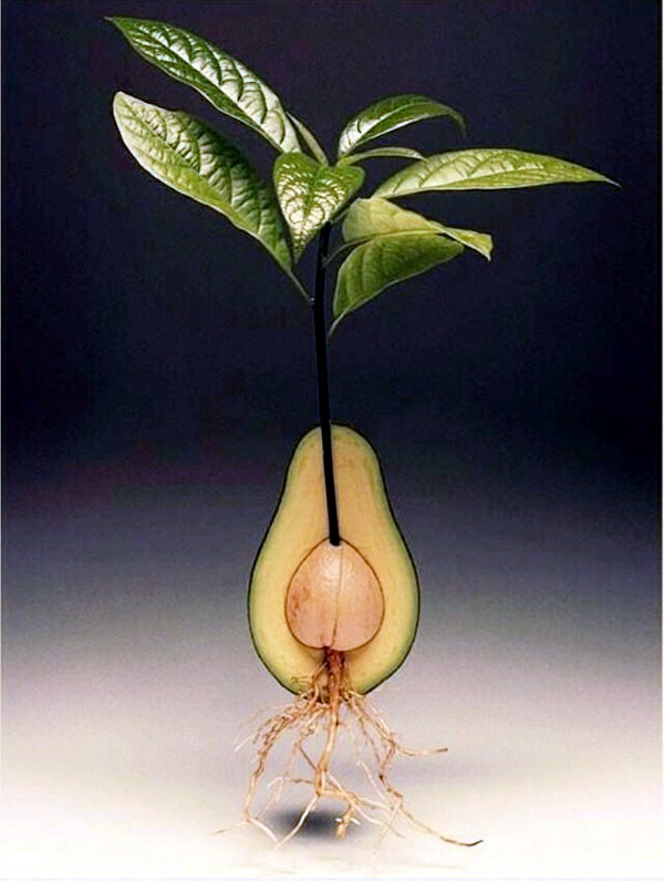Avocado plant – how can you grow an avocado sapling | Avso