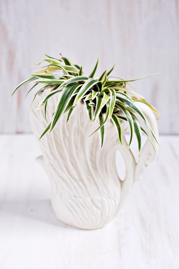 Sturdy houseplants – popular, easy care potted plants | Interior Design ...