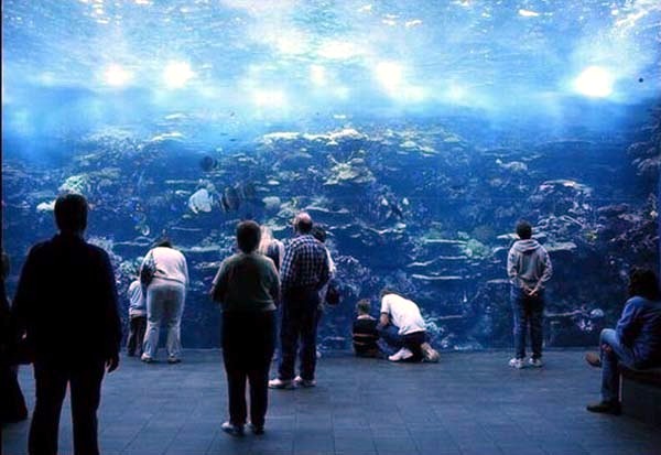 Top 5: The most amazing giant aquariums in the world | Avso