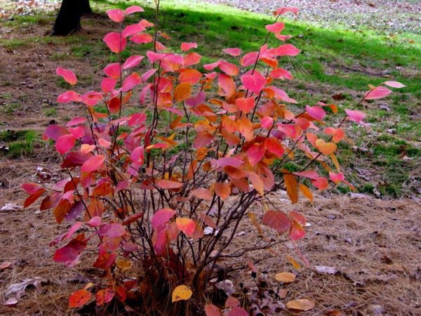 Dwarf Fothergilla in the Fall | Shade plants, Long blooming perennials ...