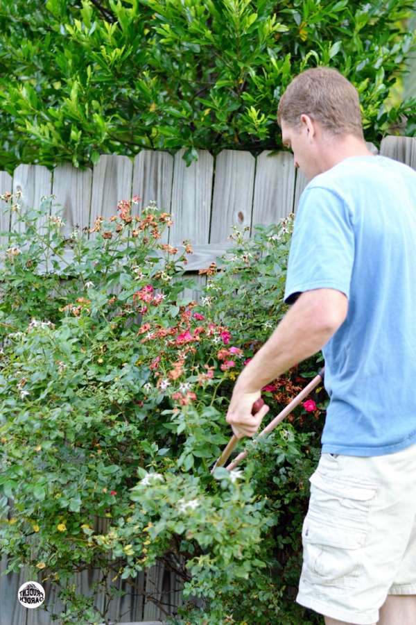 Rose pruning in spring or autumn – cut roses properly | Avso