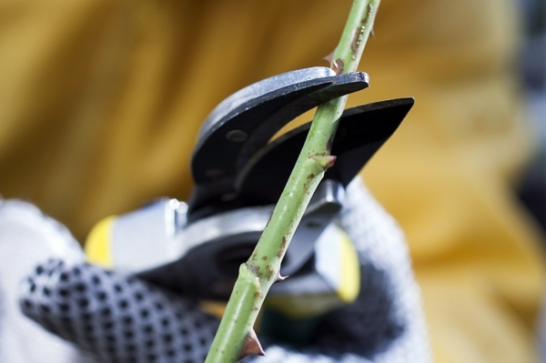 Rose pruning in spring or autumn – cut roses properly | Avso