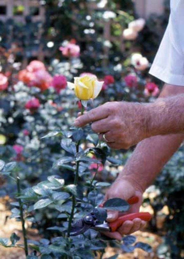 Rose pruning in spring or autumn – cut roses properly | Avso